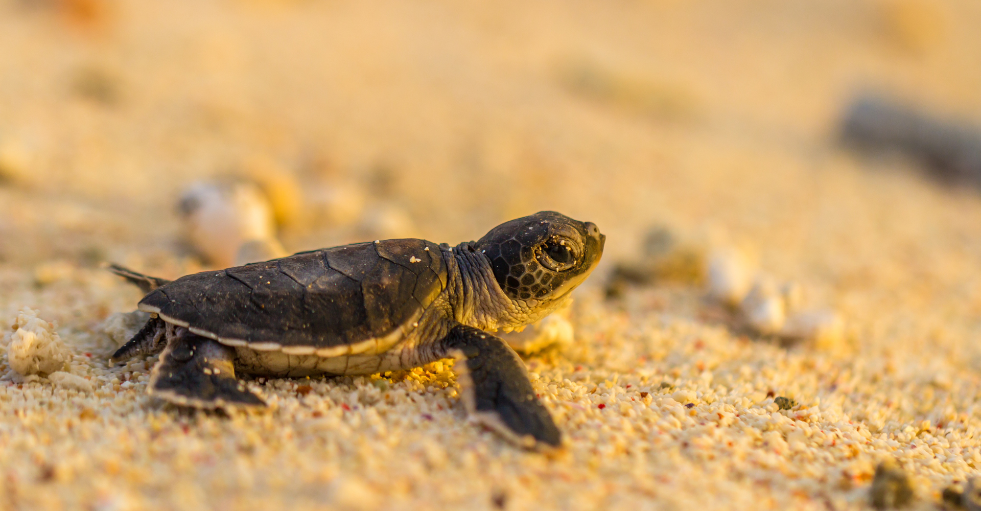 Introducing Turtle Sands Nature Resort | NRMA Blogs